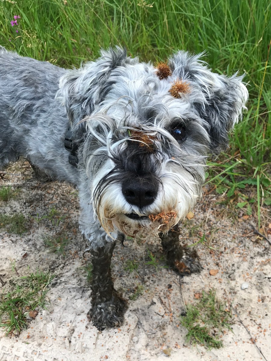 Five things you should know about Mini Schnauzers | The Little Bear Dog ...