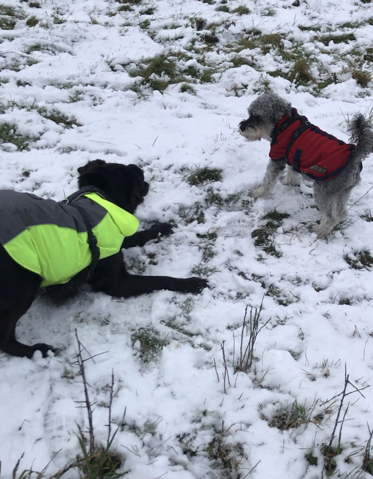 Magic moments | The Little Bear Dog Blog